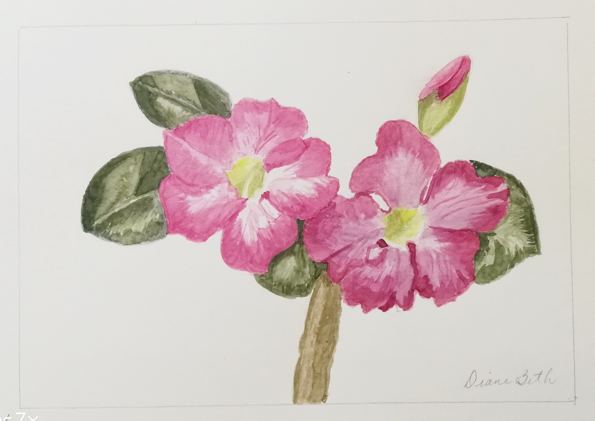 Desert Rose | Diane Constantine