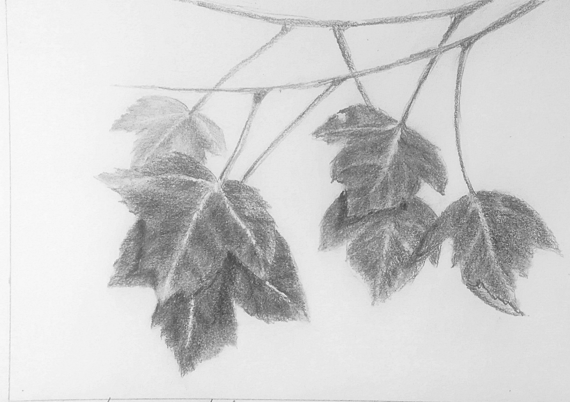 Maple - Graphite and Color | Diane Constantine