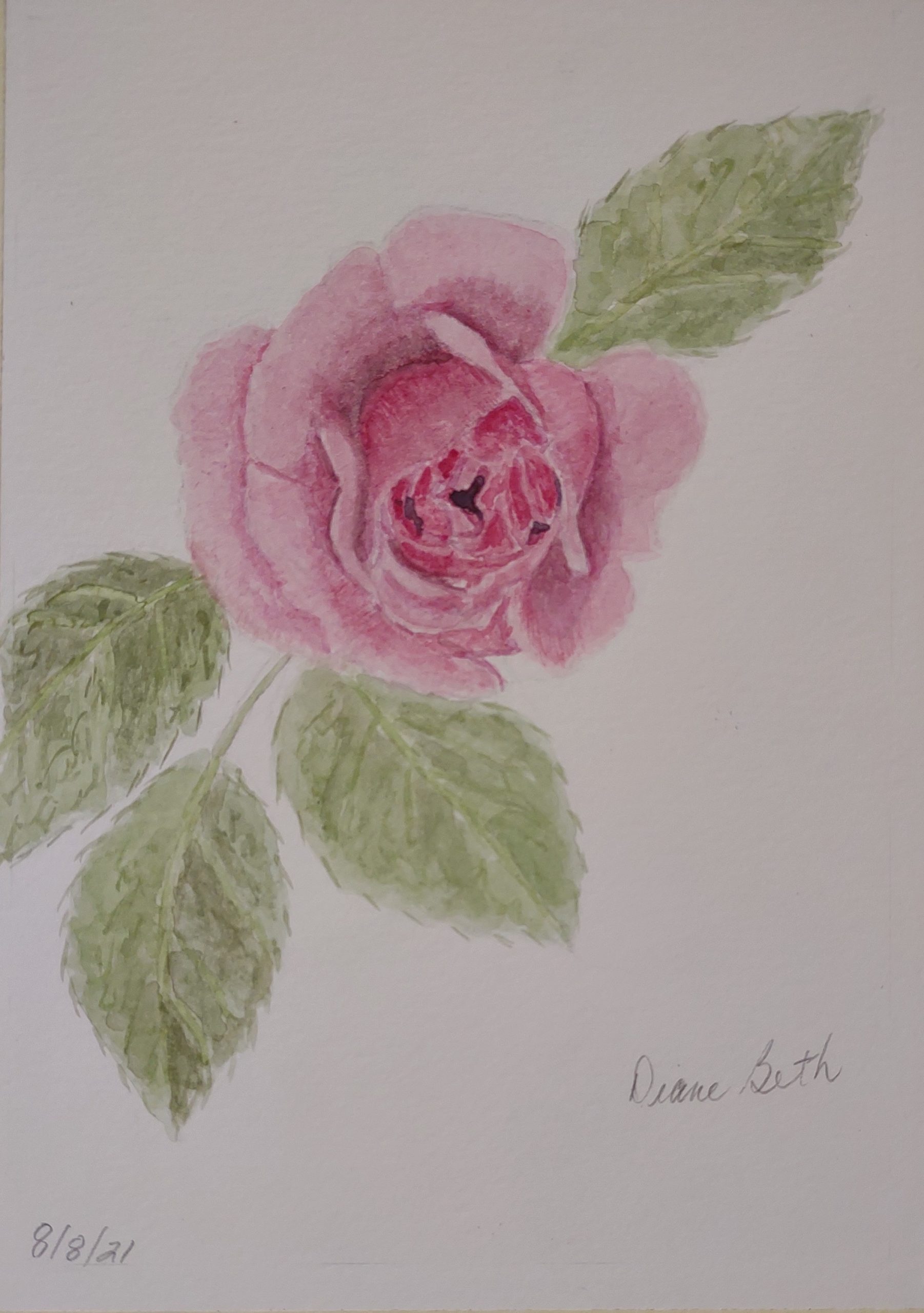 Pink Rose | Diane Constantine