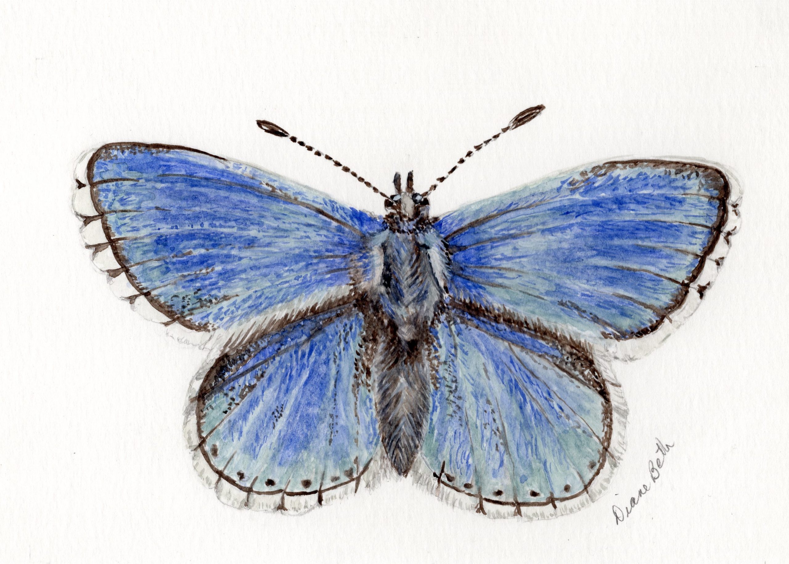 Adonis Blue Butterfly | Diane Constantine