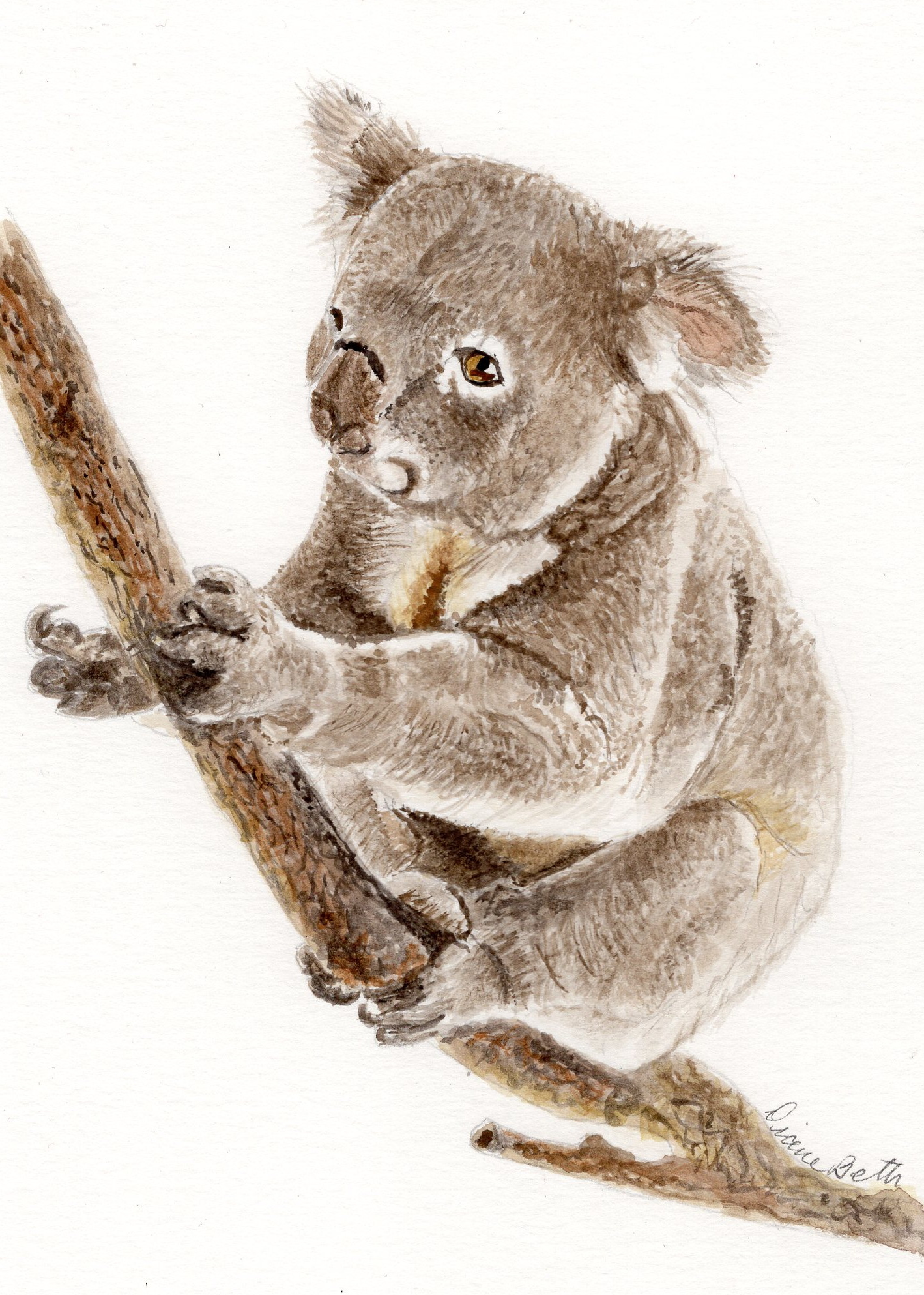 Koala Watercolor Painting | Diane Constantine