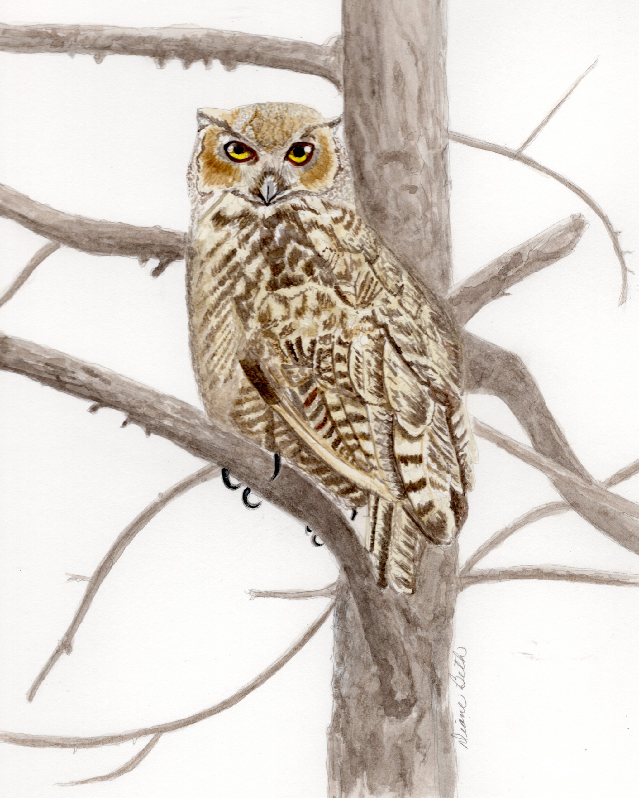 The Great Horned Owl | Diane Constantine