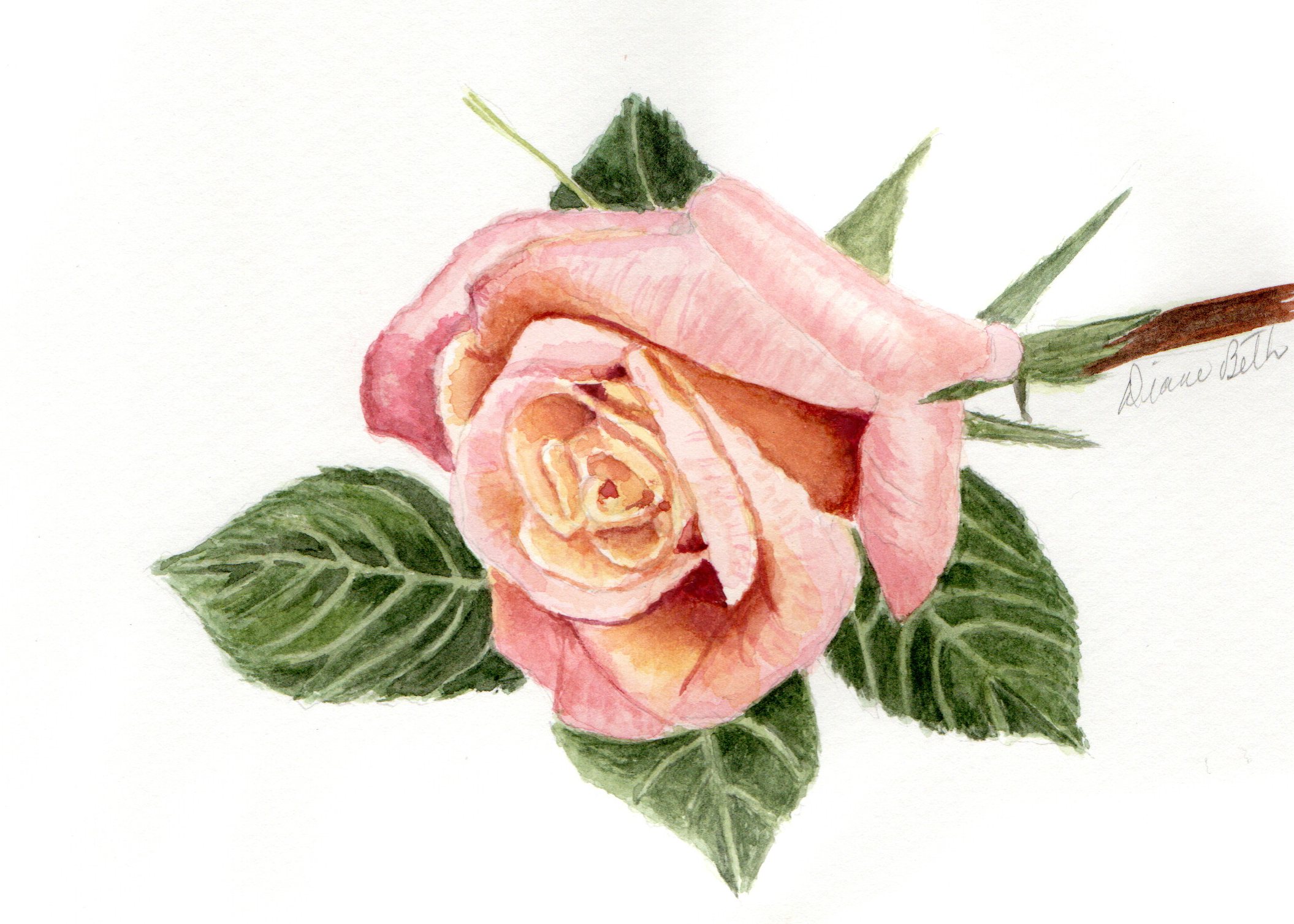 Opening Rose | Diane Constantine